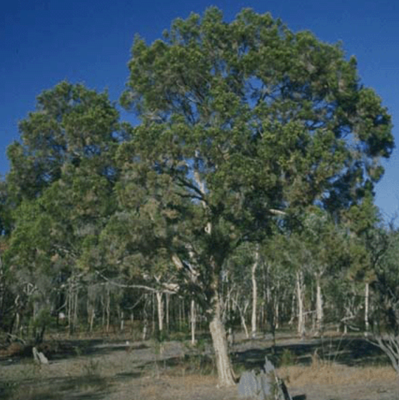 Savon à l'Arbre à Thé (Tea Tree): Le Secret de Beauté Naturelle – Nuqa