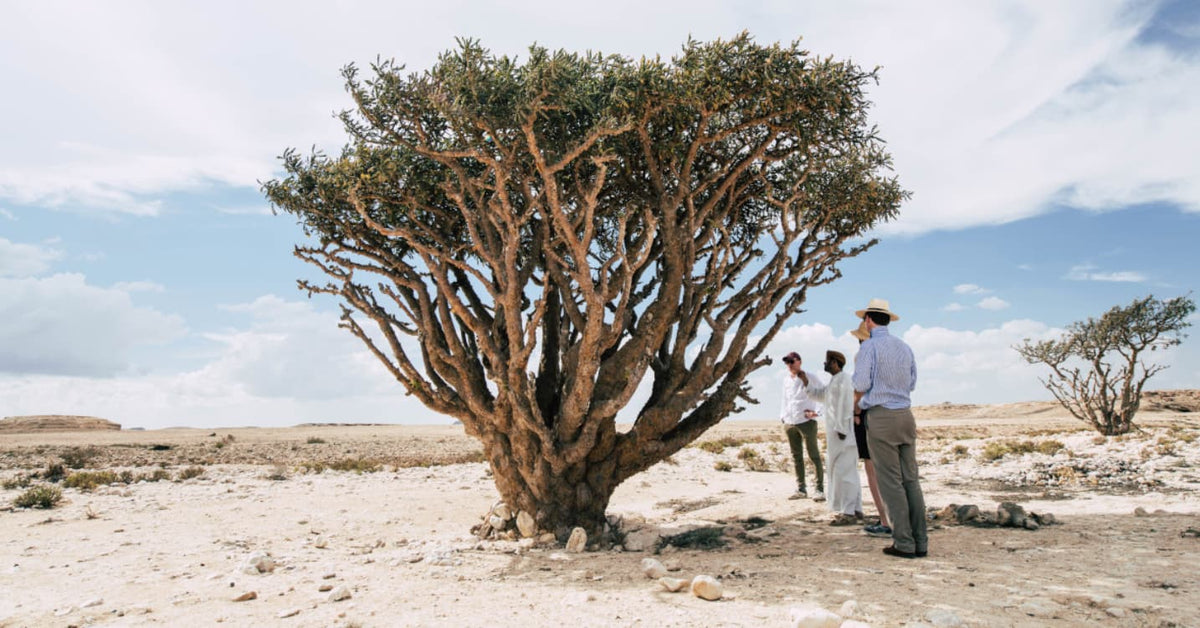 L'Encens Hojari de NUQA : Entre Tradition et Luxe – Nuqa