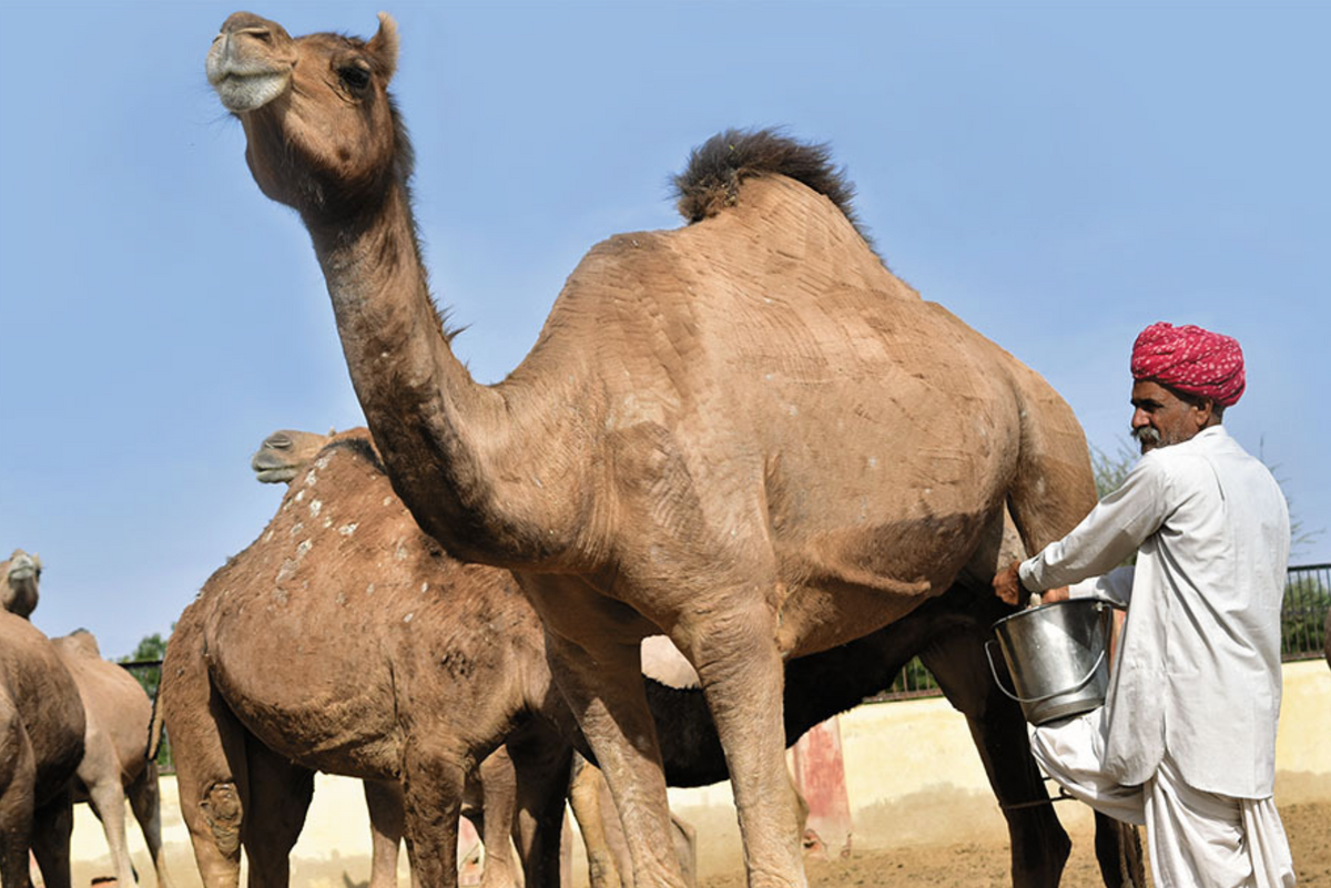Le Savon au Lait de Chamelle: Secret du Désert pour une Peau Éclatante ...